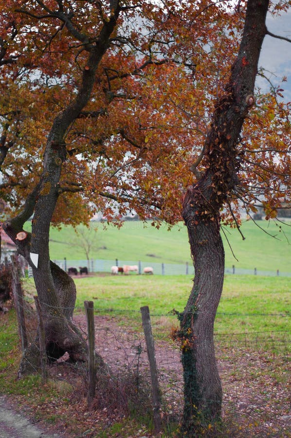 Fenced Pastures and Oak Trees. Rural Landscape Stock Image - Image of ...
