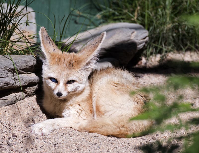 Fenec Fox stock image. Image of animals, fenec, sitting - 71105085