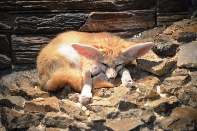 Fenek. Steppe fox stock image. Image of desert, animal - 243824049