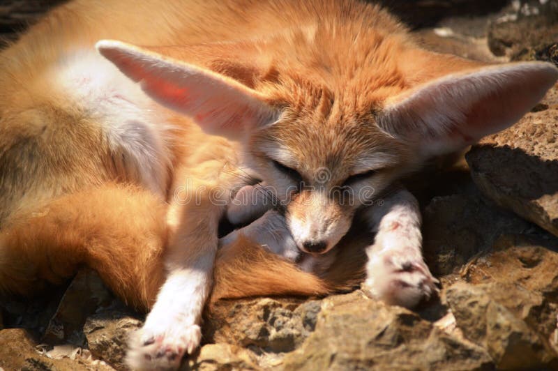 204 Baby Fennec Fox Stock Photos - Free & Royalty-Free Stock Photos ...