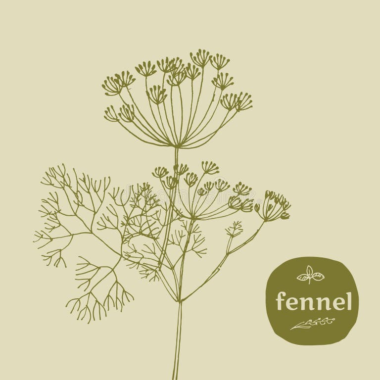Fenhel stock vector. Illustration of pale, draw, fennel - 64442971