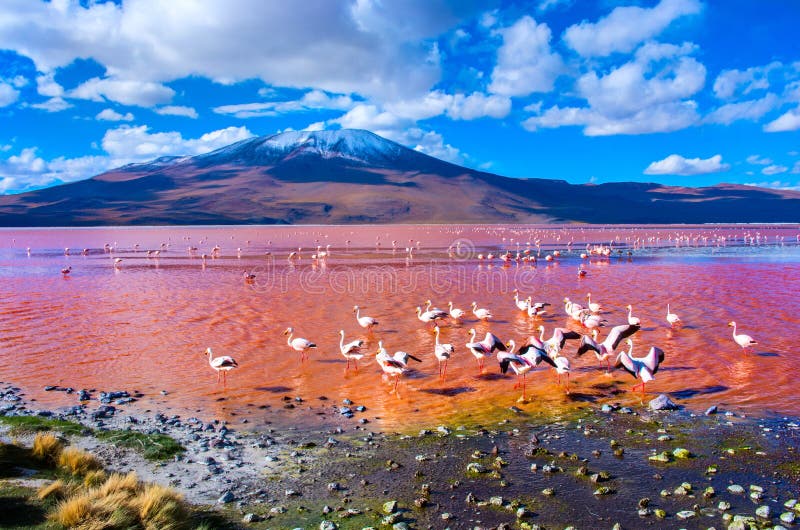 Fenicotteri a Laguna Colorada, Bolivia Fotografia Stock - Immagine di ...