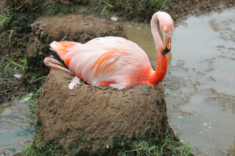 Fenicottero Sul Nido Del Fango Fotografia Stock - Immagine di ...
