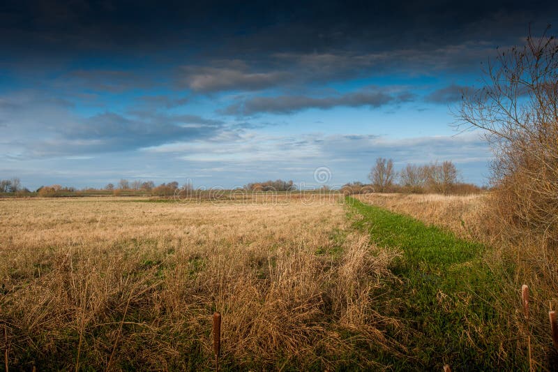 Poplar tree stock image. Image of fenland, environment - 77013267
