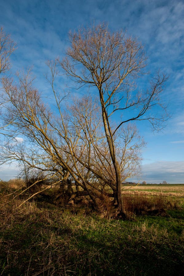 Poplar tree stock image. Image of fenland, environment - 77013267