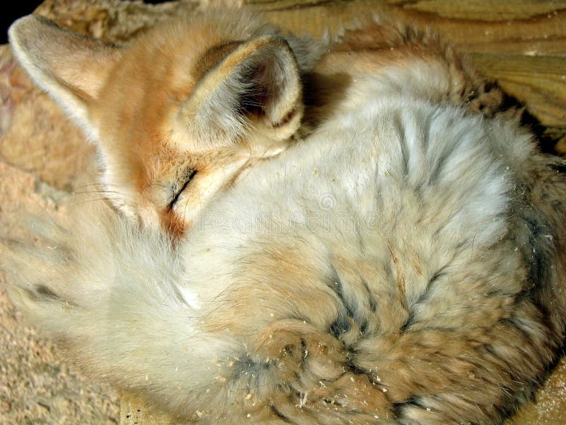 Fennec stock photo. Image of long, fourrure, sand, oreilles - 1400648