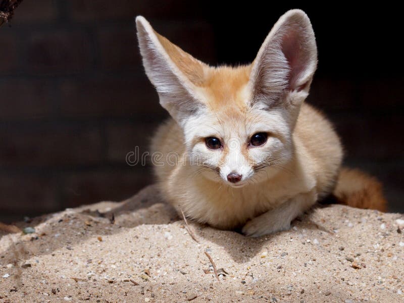 Fennec imagen de archivo. Imagen de fauna, despredador - 33854119