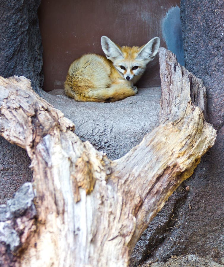 Una coppia di volpi fennec fotografia stock. Immagine di carnivoro ...