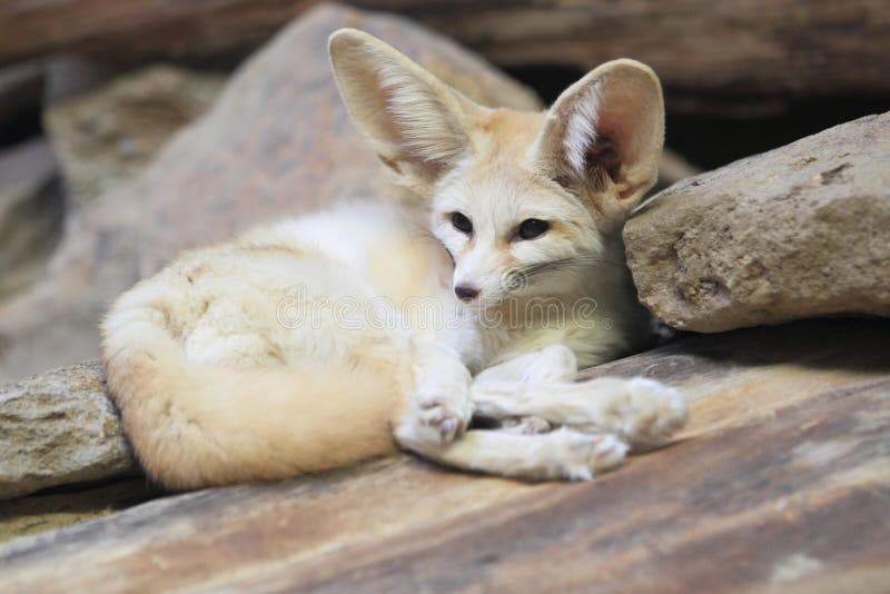 Fennec fox stock image. Image of nocturnal, sitting, zerda - 28664625