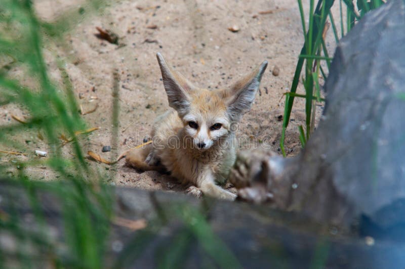 Fennec Della Volpe Del Deserto Immagine Stock - Immagine di predatore ...