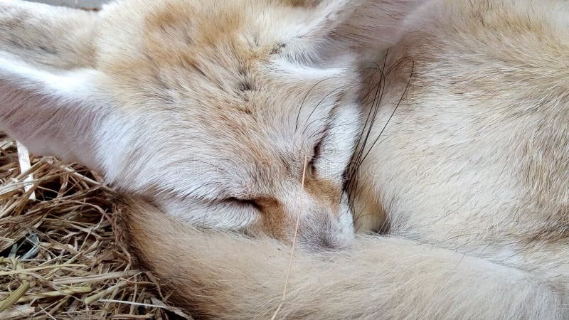 Fennec Della Volpe Del Deserto Fotografia Stock - Immagine di rosso ...