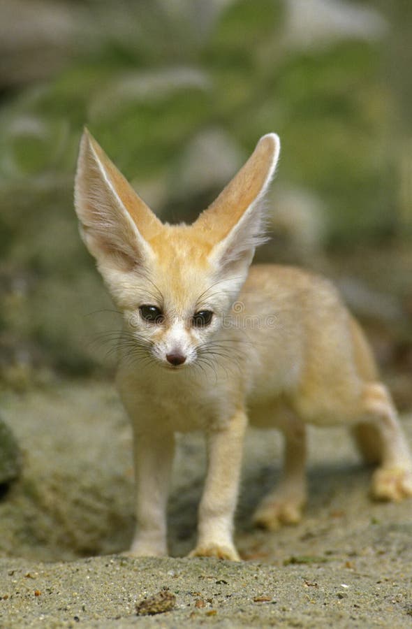 Fennec or Desert Fox, Fennecus Zerda, Cub Stock Photo - Image of length, carnivora: 196311768