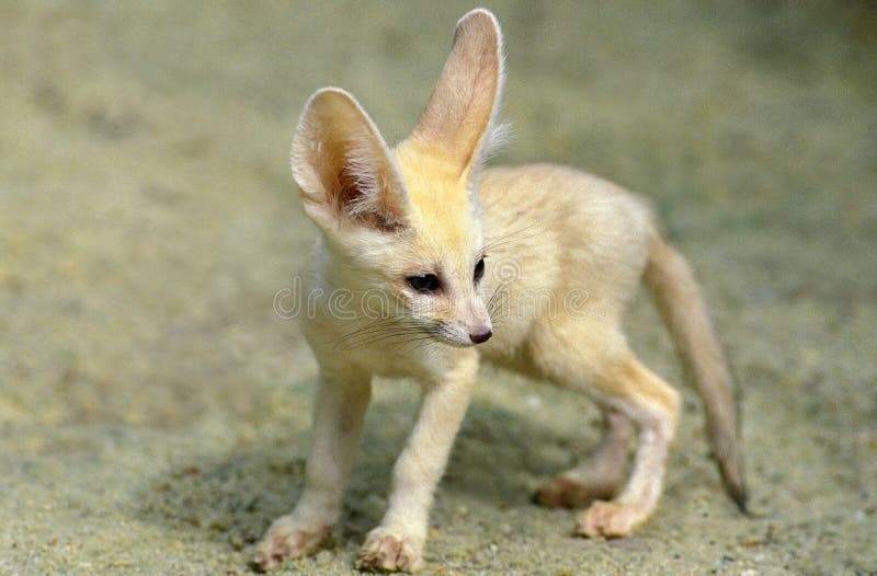 Cute Fennec Fox Baby