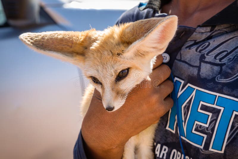 Fennec - Desert Fox of the Sahara. Stock Photo - Image of morocco ...