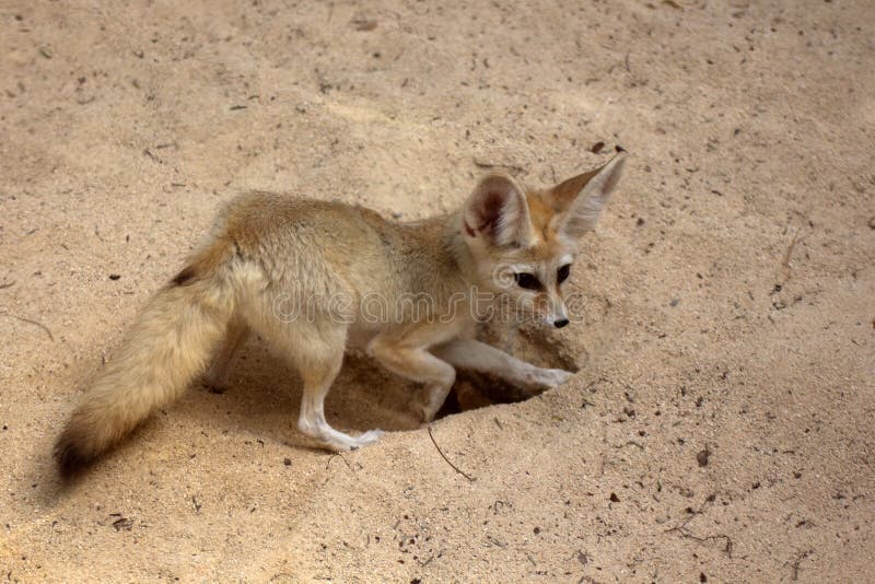 Fennec digging stock image. Image of leffanta, right - 20493989