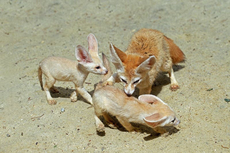 FENNEC fennecus zerda stock image. Image of carnivore - 172937599