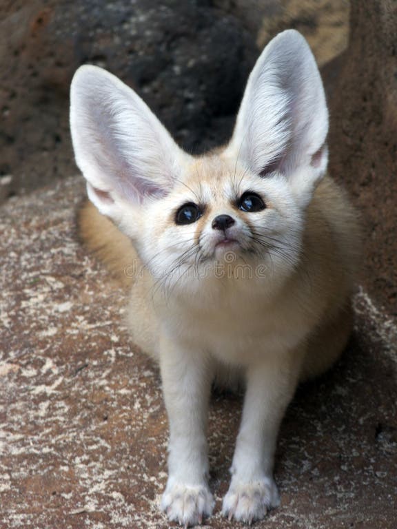 Fennec Fox stock image. Image of desert, fennecus, leffanta - 17235763