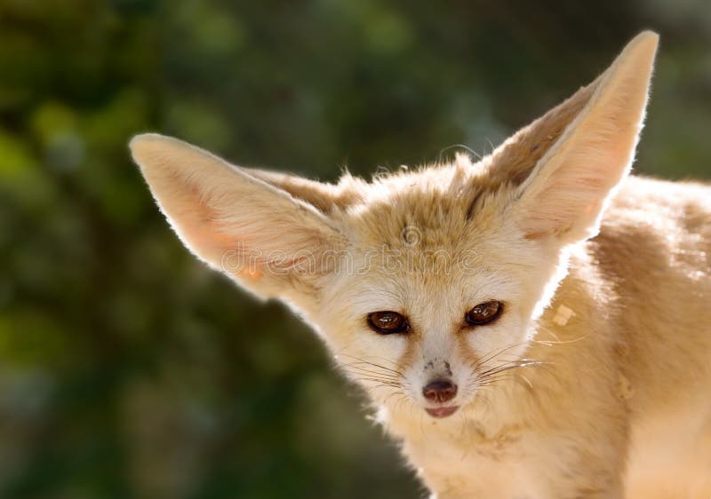 Fennec fox lying stock image. Image of whiskers, vulpes - 8412451