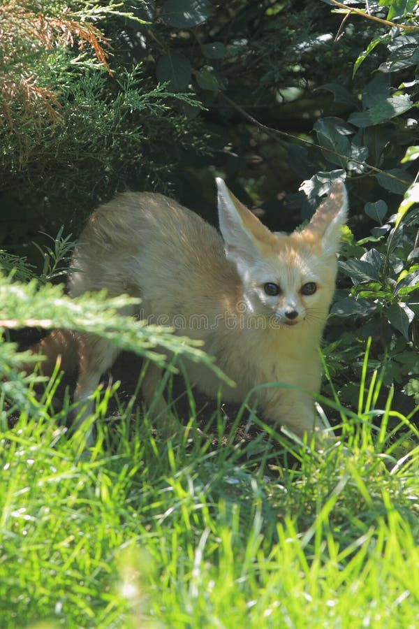 1,110 Fennec Fox Stock Photos - Free & Royalty-Free Stock Photos from ...