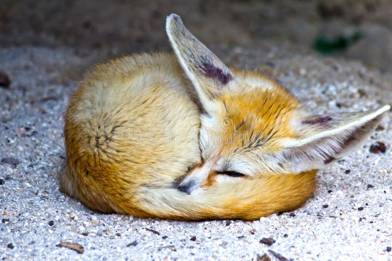 Fennec Fox 库存照片. 图片 包括有 封入物, 当地, 北部, 俘虏, 黄色, 亚马逊, 状态 - 36720780