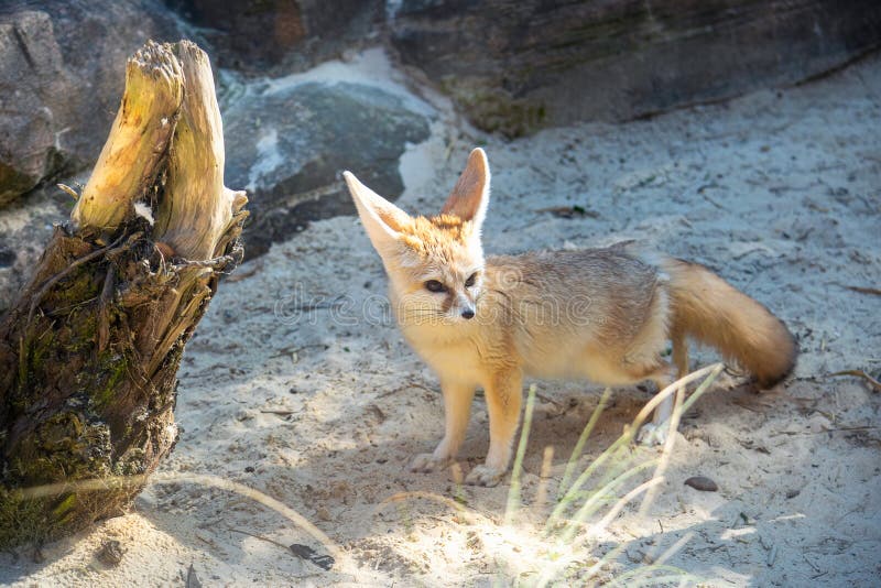 Fennec Fox, Also Known As a Desert Fox Stock Photo - Image of furry ...