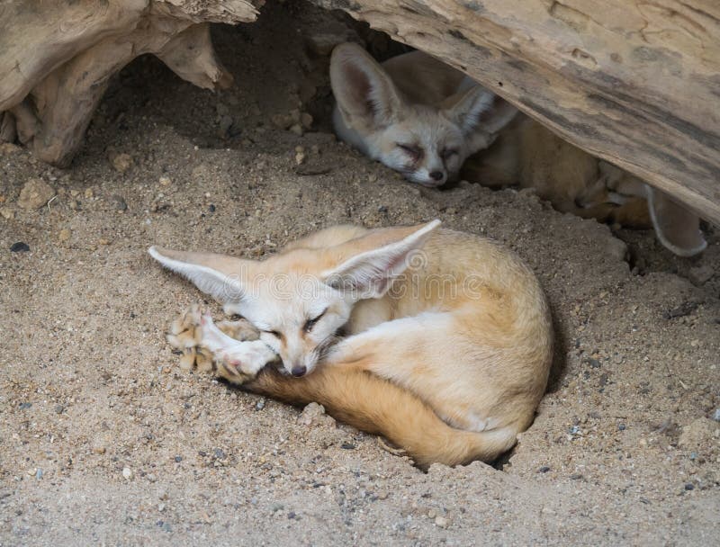 Fennec fox stock image. Image of side, animal, israel - 32668373