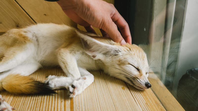 Fennec fox as a pet. stock image. Image of thailand, cute - 65496171