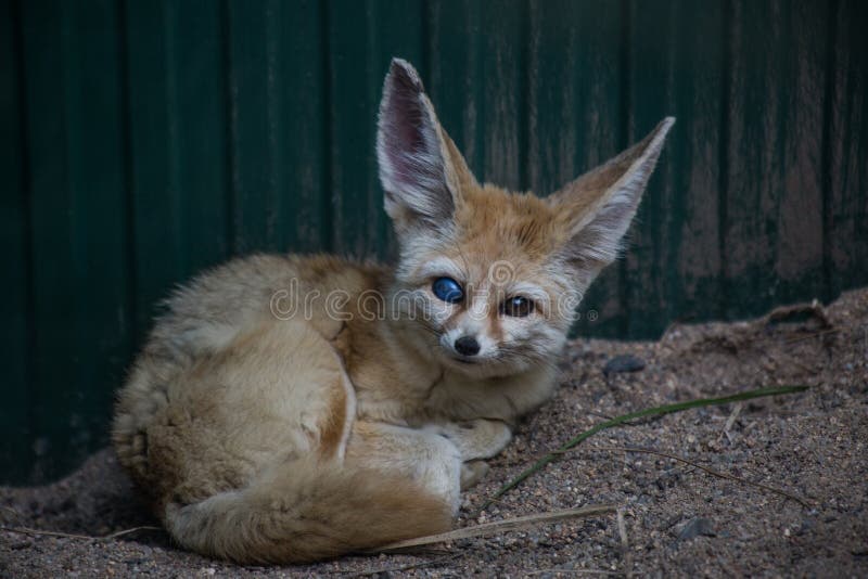 Fennec fox stock photo. Image of small, themes, fennec - 21241486
