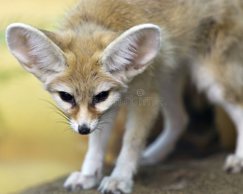 1,020 Fennec Fox Photos - Free & Royalty-Free Stock Photos from Dreamstime