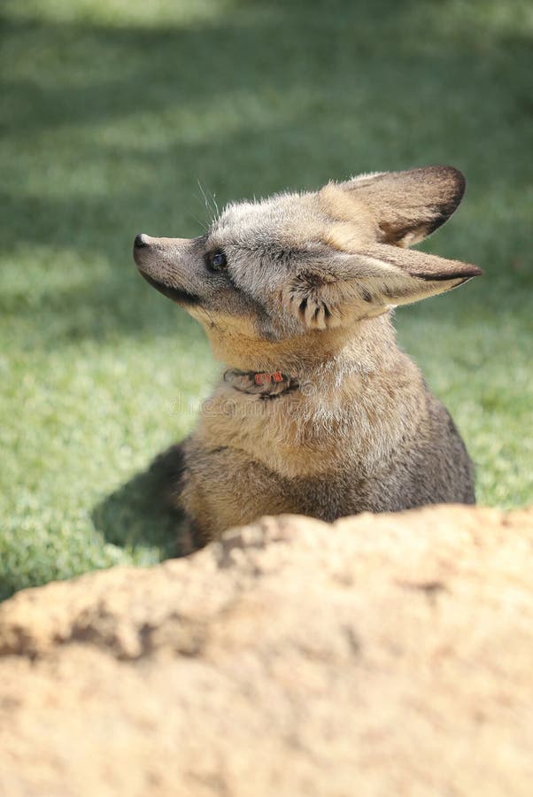 Fennec fox lying stock image. Image of whiskers, vulpes - 8412451
