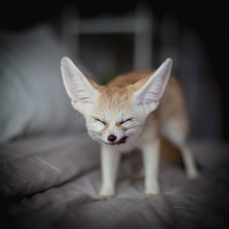 Fennec Fox Cub Eats Meat on a Bed Stock Photo - Image of full ...