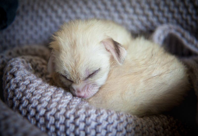 The Fennec Fox Cub, Two Weeks Old Stock Image - Image of fennecus ...