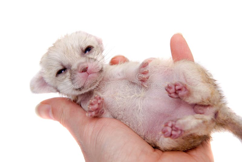 The Fennec Fox Cub, 2 Weeks Old, on White Stock Photo - Image of baby ...