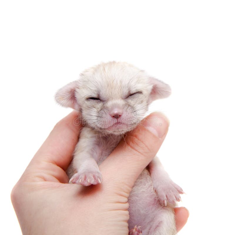 The Fennec Fox Cub, 2 Weeks Old, on White Stock Image - Image of ...