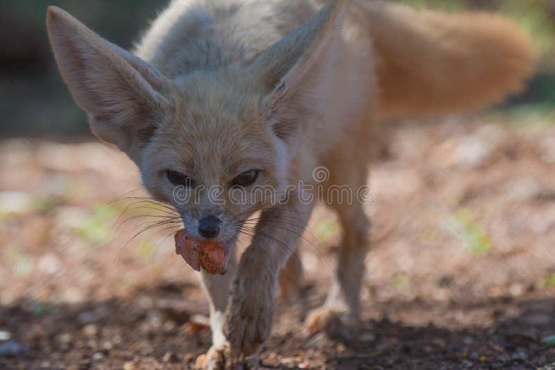 Fennec Fox or Desert Fox Baby Closeup Portrait Stock Photo - Image of ...