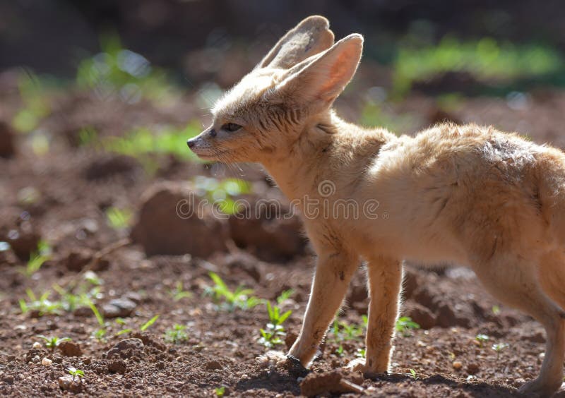 Fennec Fox or Desert Fox Baby Closeup Portrait Stock Photo - Image of ...