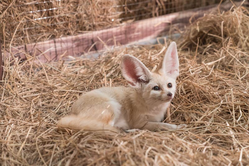 Fennec fox or Desert fox stock image. Image of hair, small - 94079949