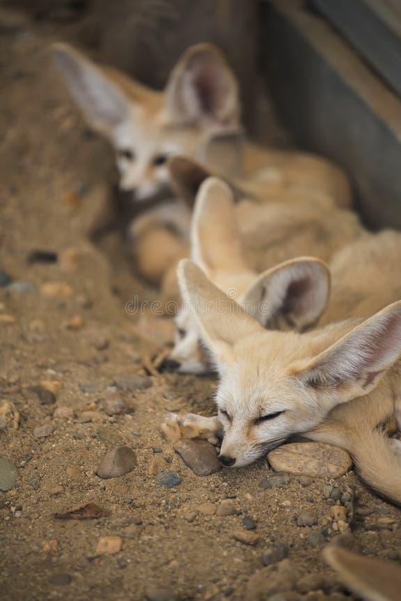 Fennec Fox or Desert Fox Sleeping on the Ground. Stock Photo - Image of ...