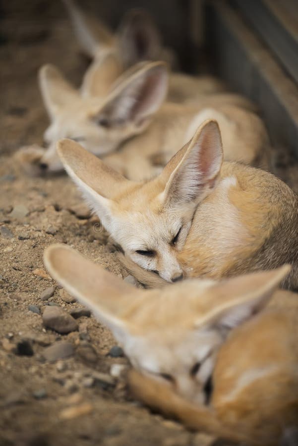 Fennec Fox or Desert Fox Sleeping on the Ground. Stock Image - Image of ...