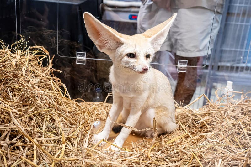 Fennec fox stock photo. Image of africa, fauna, predator - 318465790