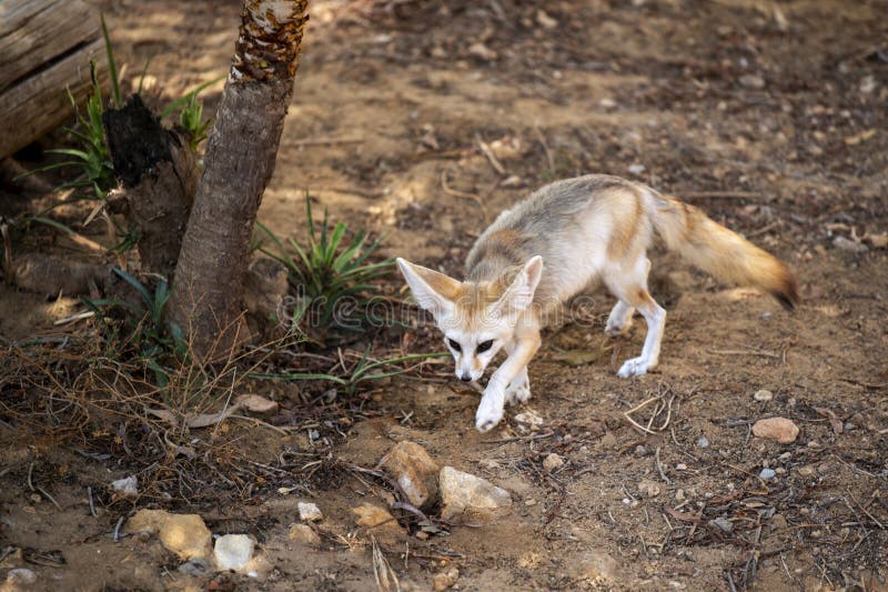 Fennec fox stock image. Image of desert, africa, mammal - 300978611