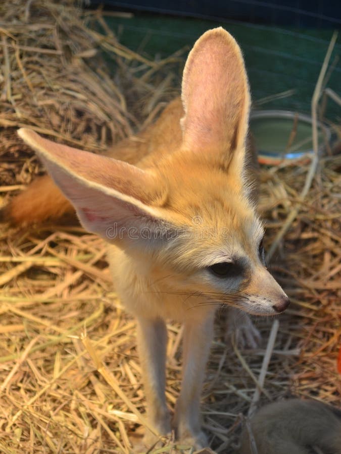 Fennec Fox stock photo. Image of animal, long, small - 121849110