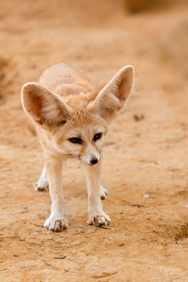 1,138 Fennec Fox Stock Photos - Free & Royalty-Free Stock Photos from ...