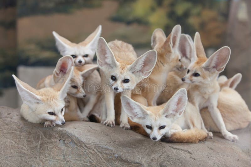 Fennec Fox stock image. Image of gaze, nature, hairy - 46364589