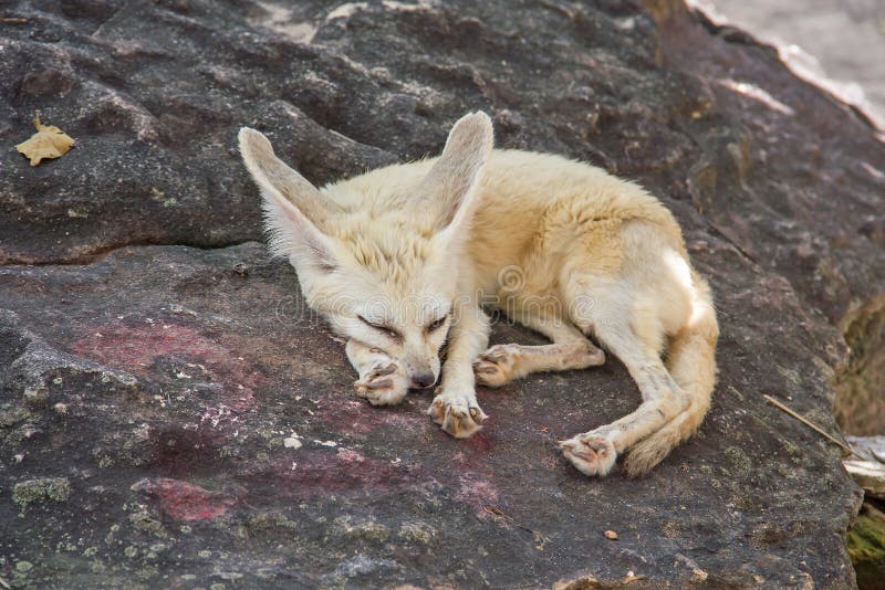 Fennec Fox stock photo. Image of mammalia, ears, animal - 44977948