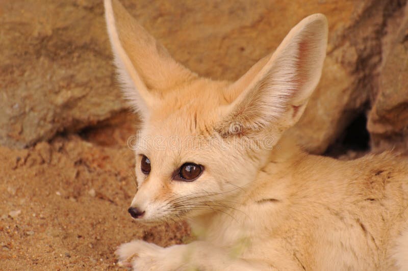 Fennec fox stock photo. Image of nature, furry, vertebrate - 78253076