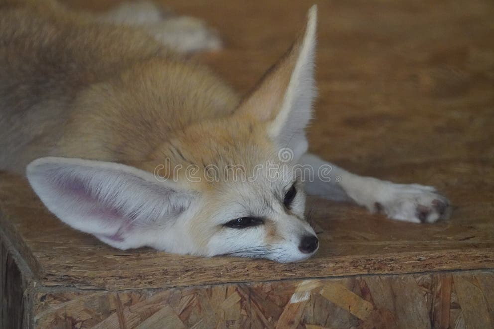 Fennec fox looking out stock photo. Image of cynoidea - 294055722