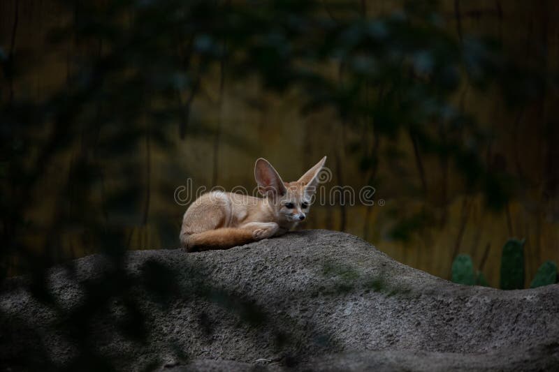 Fennec Fox Perched Atop a Large Boulder in a Lush, Tropical Jungle ...