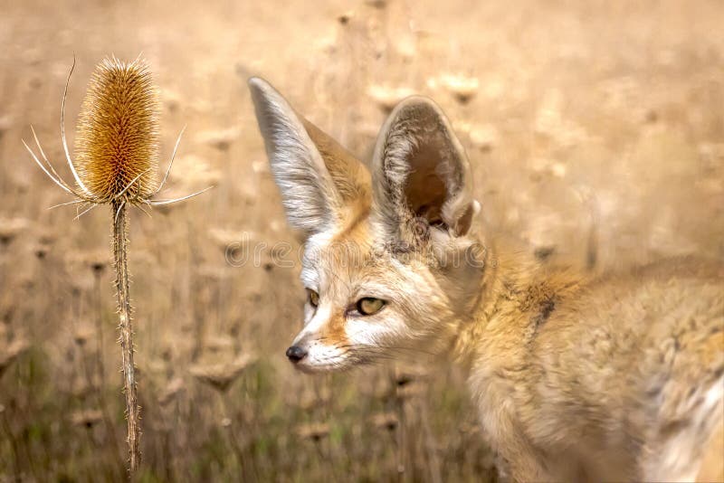 Fennec Fox Eating Bug