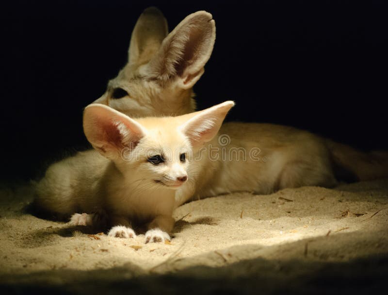 Fennec fox pup stock photo. Image of beauty, awesome - 57555580